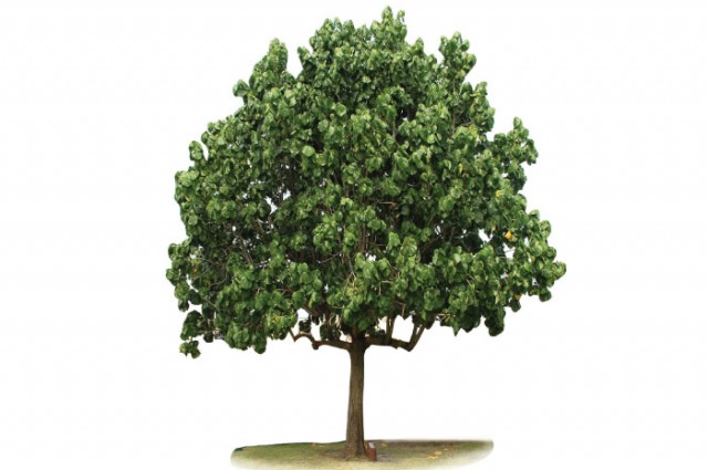 Jamaican National Symbols | The National Library of Jamaica